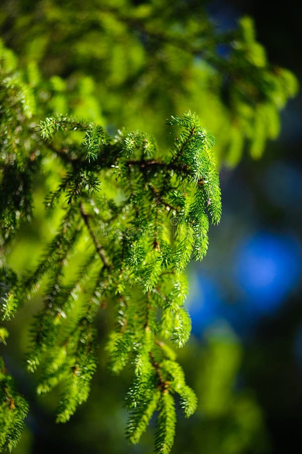 Young fur-tree branches stock photo. Image of brightly - 14617026