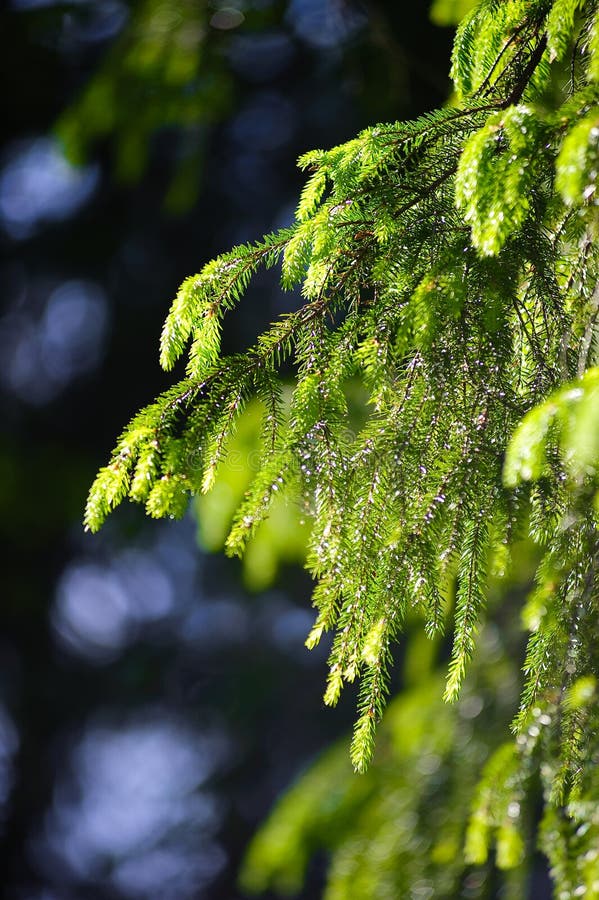 Young fur-tree branches stock photo. Image of brightly - 14617258