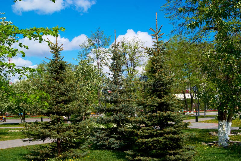 Young Fur-trees in the Garden Stock Photo - Image of landscaped, cloud ...
