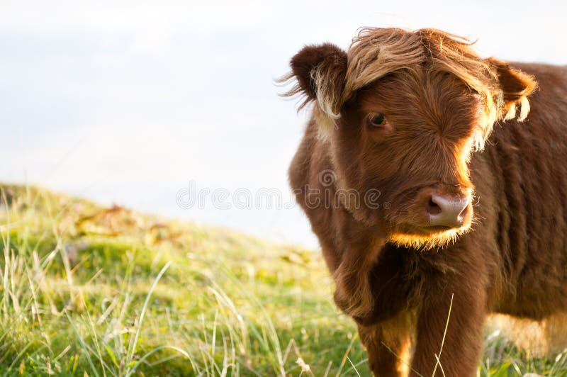 Young gallow cow stock image. Image of hairy, galloway - 16293373