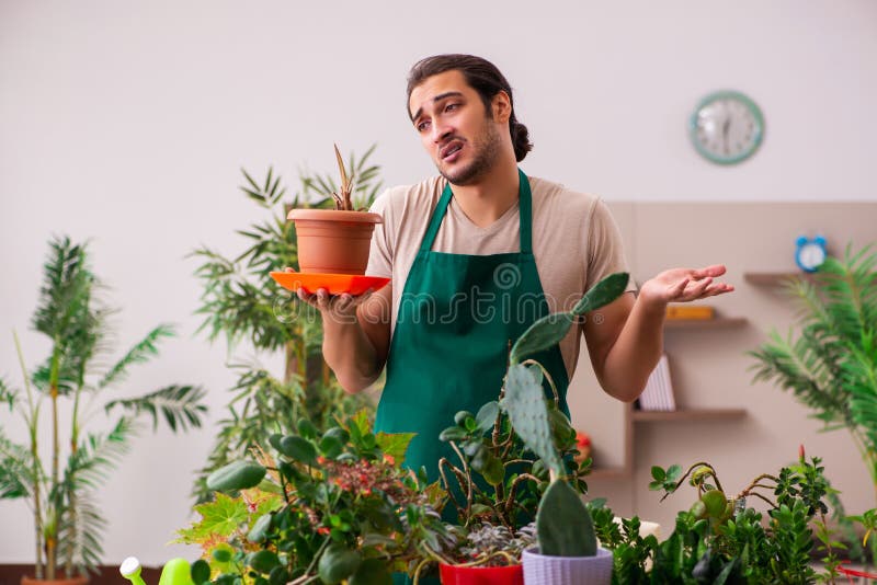 Young Male Gardener with Plants Indoors Stock Photo - Image of ...