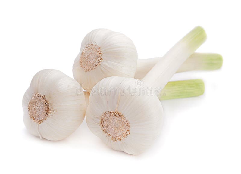 Young garic vegetable stock image. Image of vegetable - 41854499