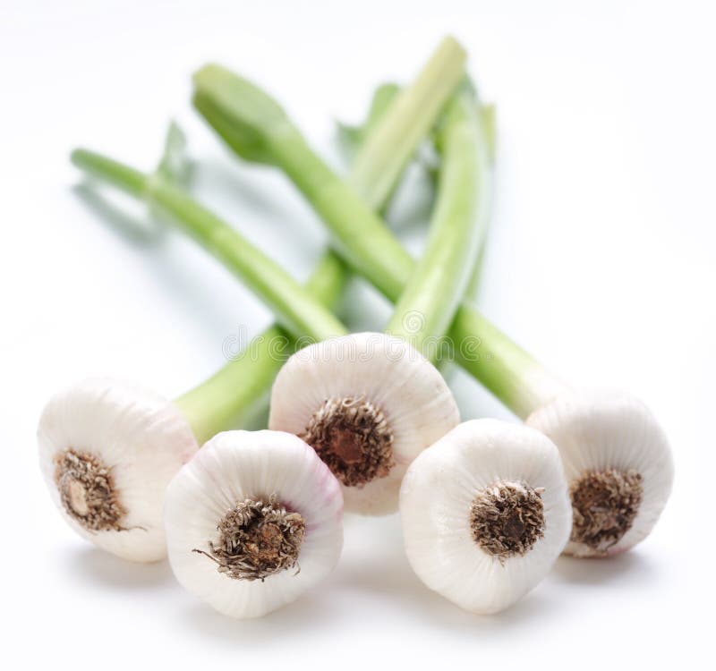 Young Garlic Sprouting in the Garden Covered with Straw Stock Photo ...