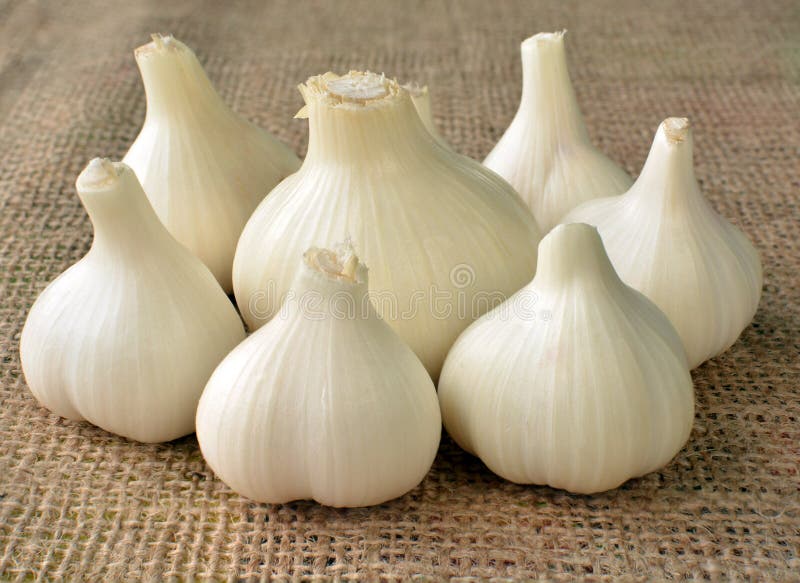 Young Garlic Closeup on Burlap Background. Front View, Insulators Stock ...