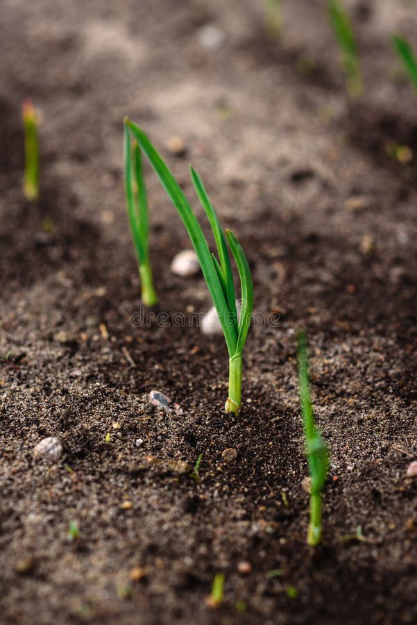 Young Garlic Growing in Spring Garden Stock Image - Image of green ...