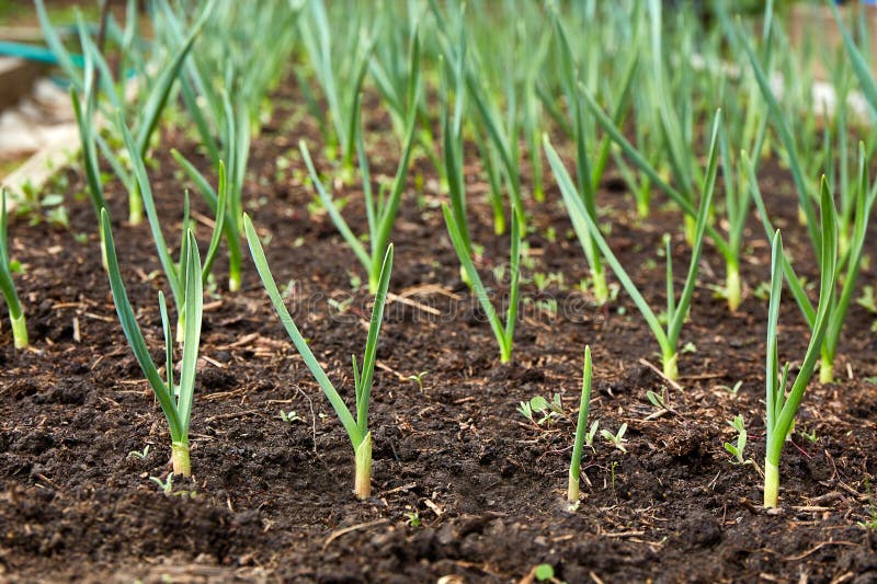 Young Garlic Grows in the Garden. Organic Growing of Vegetables Stock ...
