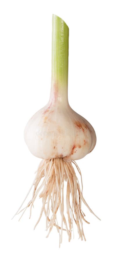 Young Garlic with Long Stalk Stock Image - Image of root, ripe: 44857165