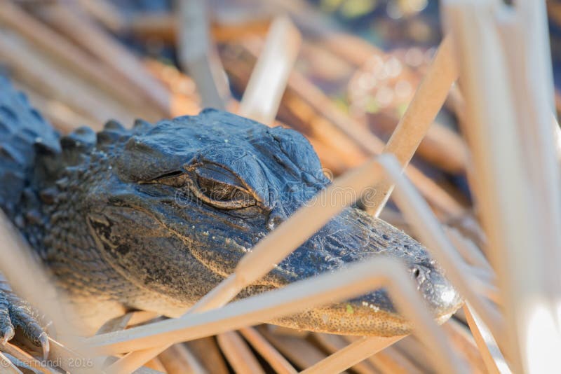 Young gator stock image. Image of young, weeds, swamp - 68429525