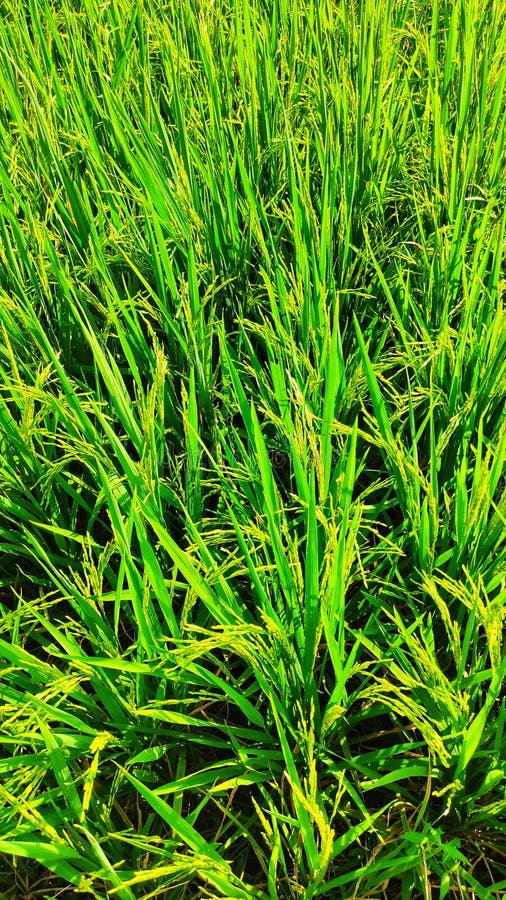 Young Geeen and Healthy Rice Plant Stock Image - Image of flower, rice ...
