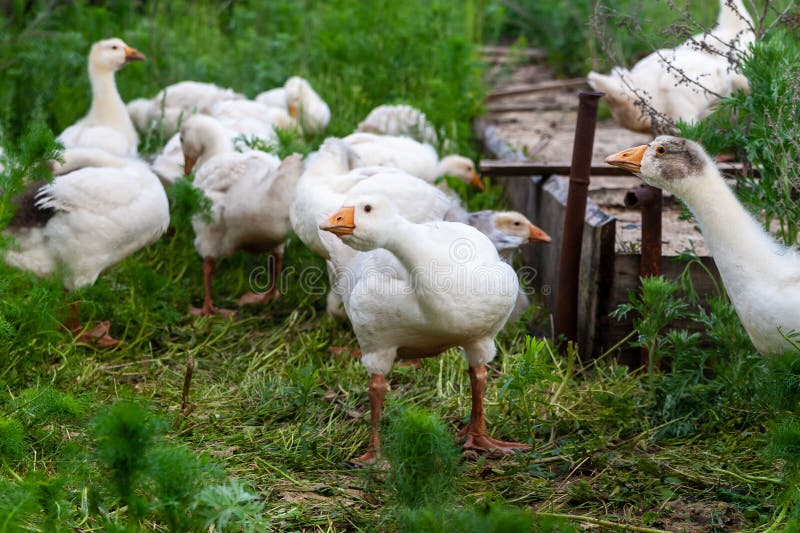 Young Geese. the Young Domestic Gosling Assumed a Menacing Posture ...