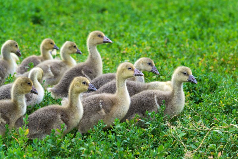 Young Geese Go in Green Grass Stock Image - Image of duckling, outdoors ...