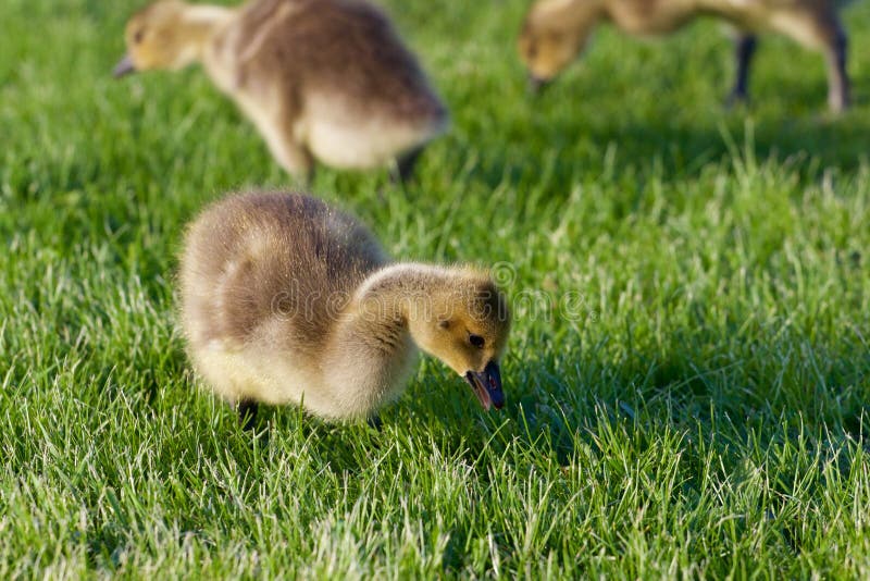 The Young Geese are Searching for the Food Stock Image - Image of cute ...