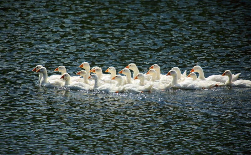 Young Geese Swimming on Lake Stock Photo - Image of spring, domestic ...