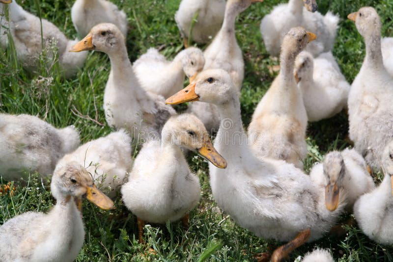 Younggeese Stock Photos - Free & Royalty-Free Stock Photos from Dreamstime