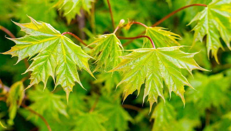 Young Gentle Light Green Leaves of Maple on a Tree_ Stock Image - Image ...