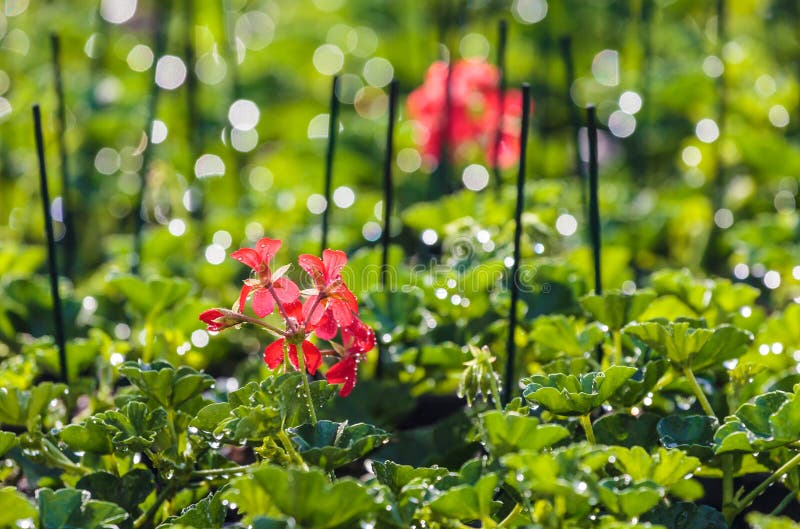 Young Geranium Plants in a Greenhouse Stock Image - Image of ...