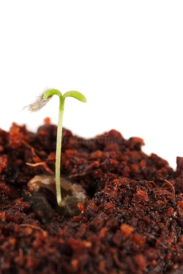 The young germ stock photo. Image of gardening, care - 30624966