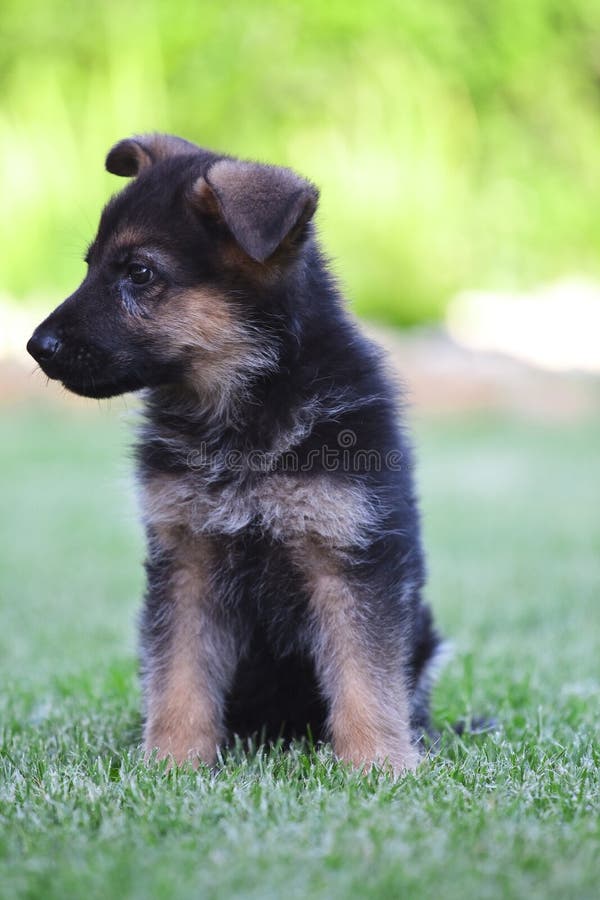 Young German Shepherd stock photo. Image of mammal, animal - 17902386