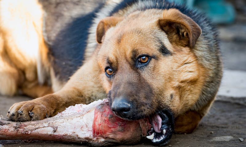 Young German Shepherd with a Bone in His Mouth Stock Image - Image of ...
