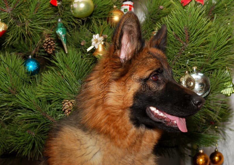 Young German Shepherd Dog in Front of Christmas Tree Stock Image ...