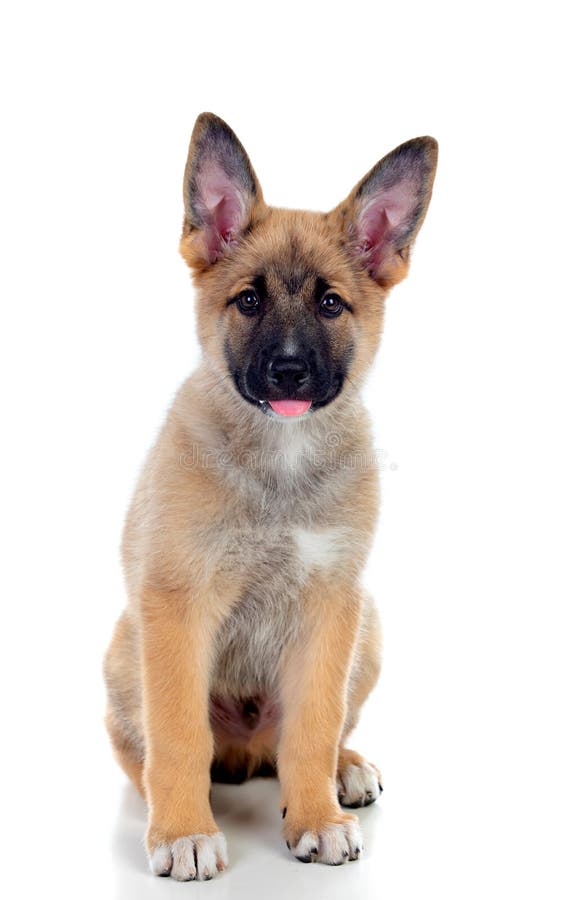 Young german shepherd stock photo. Image of black, security - 277802574