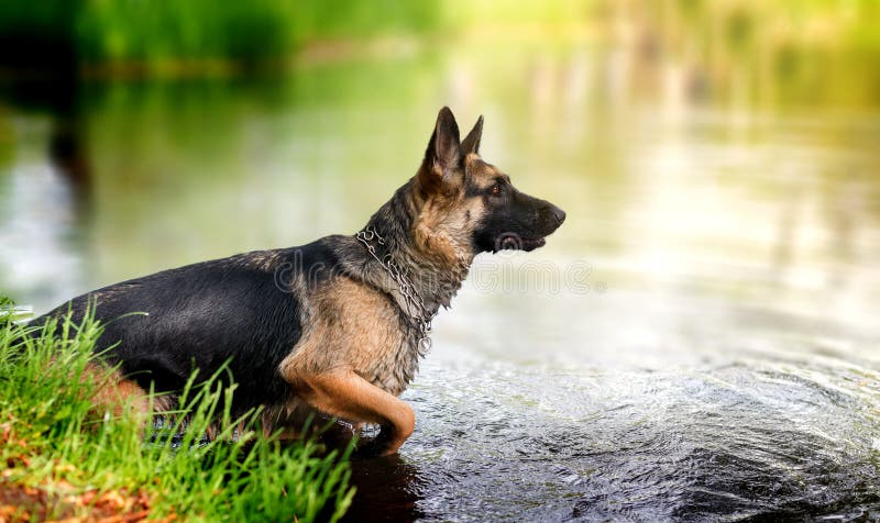 Young German Shepherd Dog Jumping and Playing in the Lake Water Stock ...