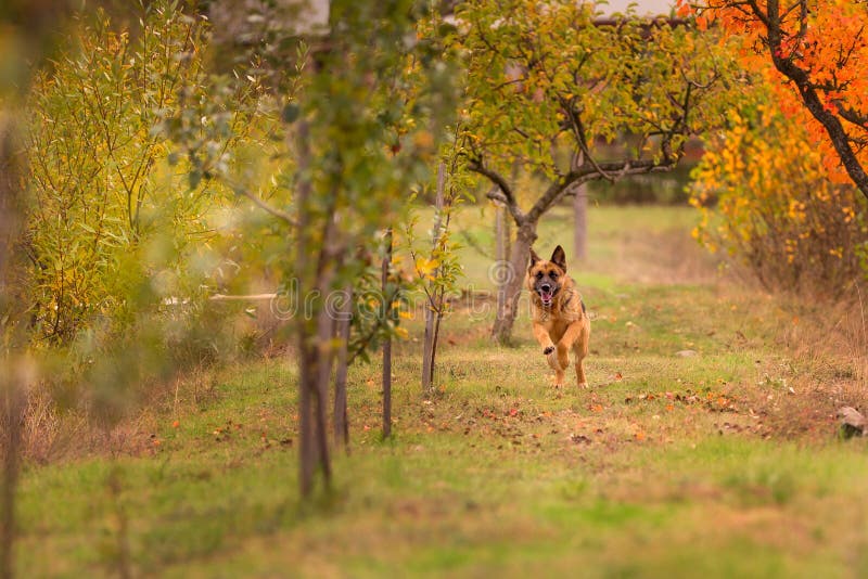 Young German Shepherd Dog Running Stock Photo - Image of action ...