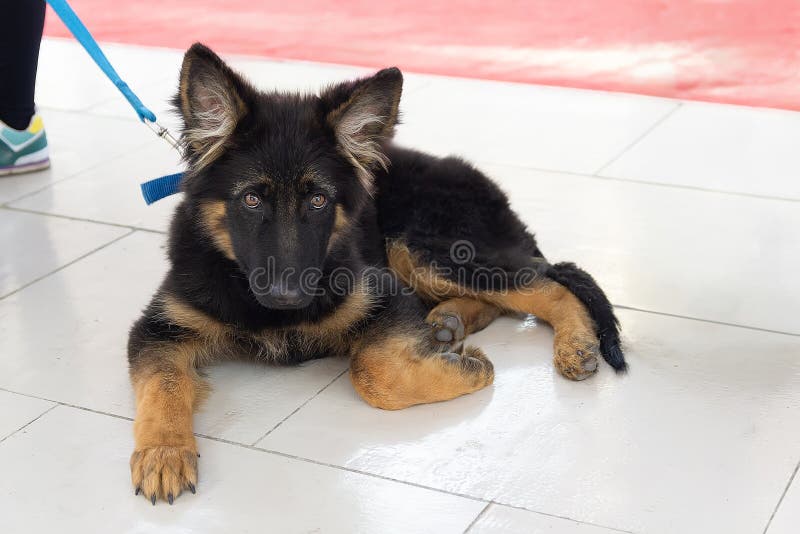 Young german shepherd stock photo. Image of black, security - 277802574
