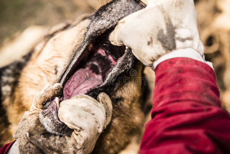 Young German Shepherd Dog - Snout Detail Stock Photo - Image of ...