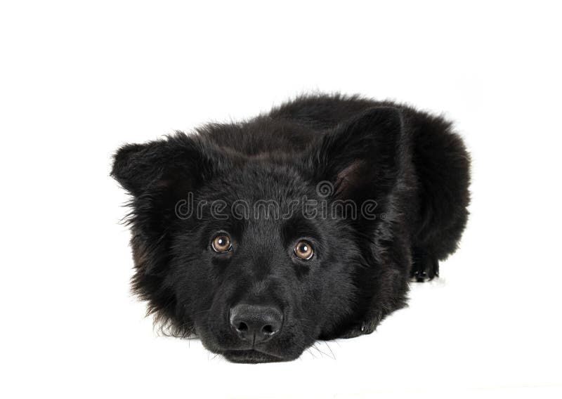 Young german shepherd stock photo. Image of sheepdog - 272466710