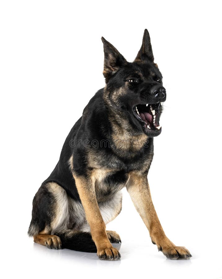 Young german shepherd stock photo. Image of sheepdog - 272466710