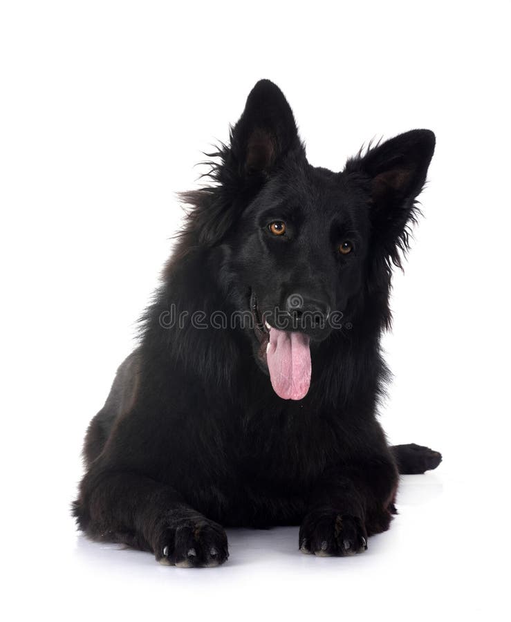 Young german shepherd stock photo. Image of look, german - 1651870