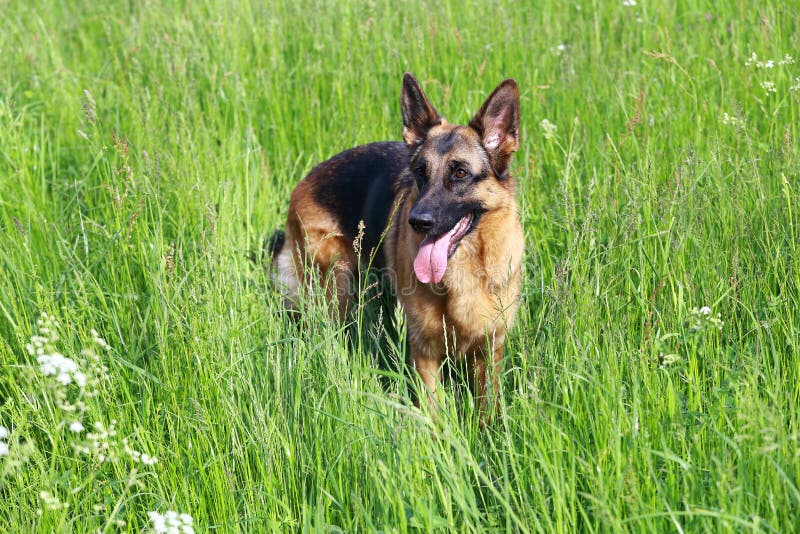Young German Shepherd stock image. Image of security - 40774029