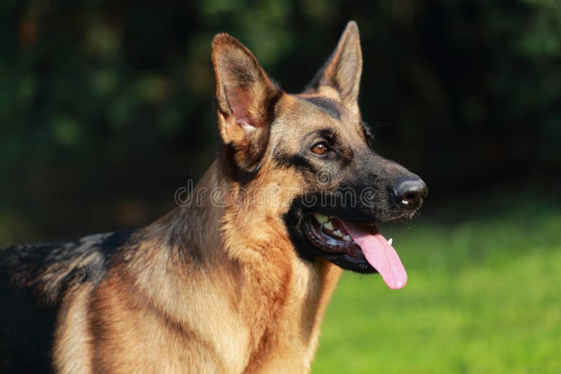 Young German Shepherd stock photo. Image of outside, hound - 40779068