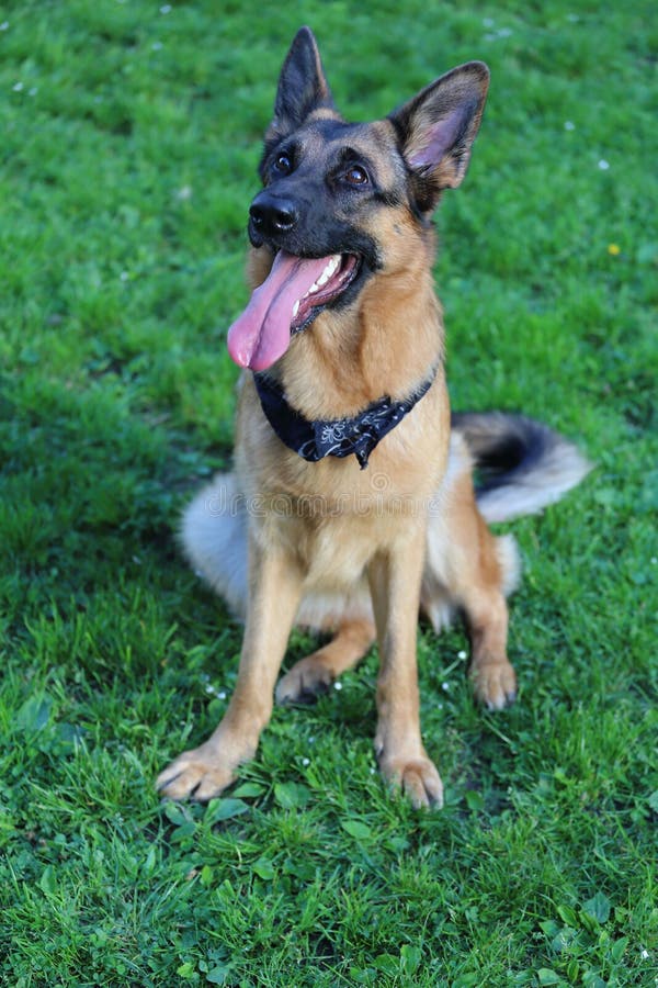 Young German Shepherd stock image. Image of portrait - 40779493