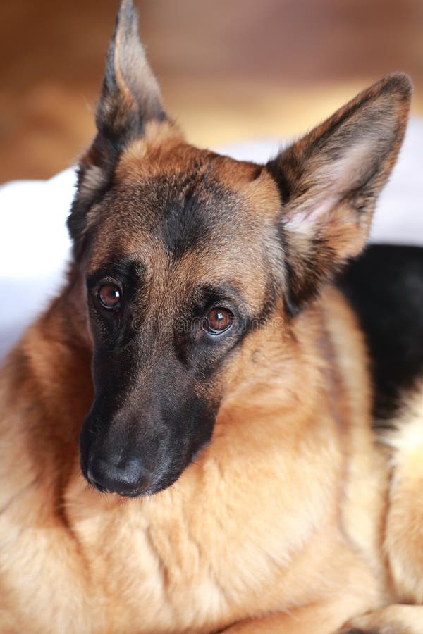 Young German Shepherd stock photo. Image of outside, hound - 40779068