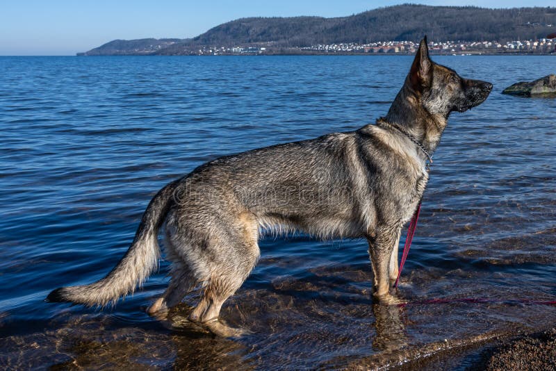 A Young German Shepherd in a Lake. Sable Colored Working Line Breed ...