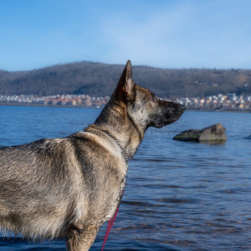 A Young German Shepherd in a Lake. Sable Colored Working Line Breed ...