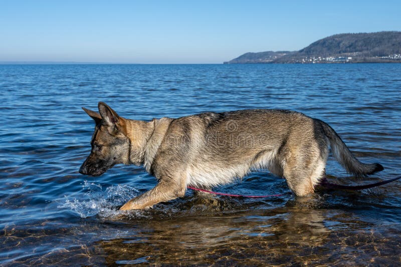 A Young German Shepherd in a Lake. Sable Colored Working Line Breed ...