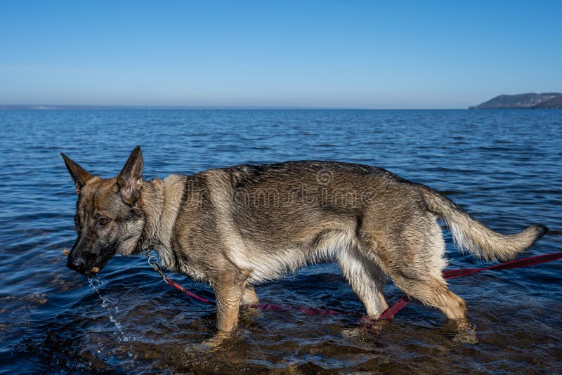 A Young German Shepherd in a Lake. Sable Colored Working Line Breed ...