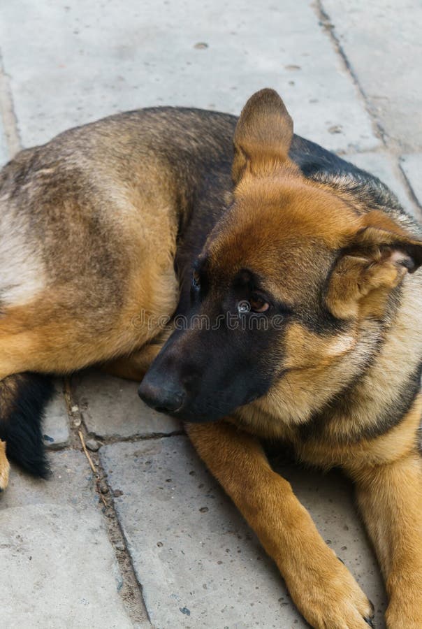 A Young German Shepherd Puppy Posing for the Owner Stock Photo - Image ...