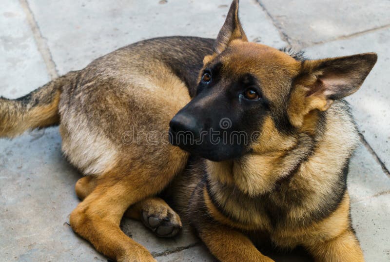 A Young German Shepherd Puppy Posing for the Owner Stock Photo - Image ...