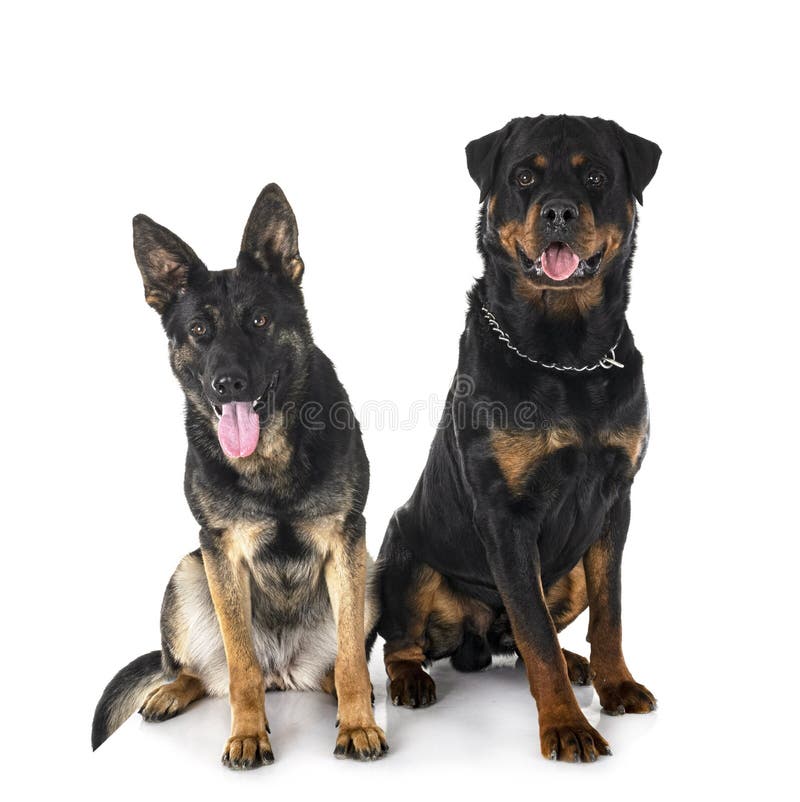 German Shepherd Vs Rottweiler