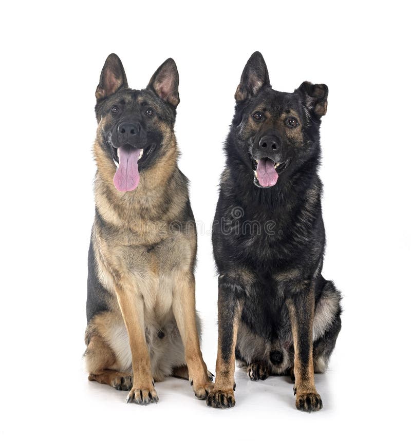 Two German shepherds stock photo. Image of shepherd - 142994324