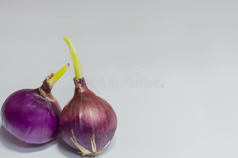 Young Germinated Red Onions Bulb with Roots on White Isolated ...