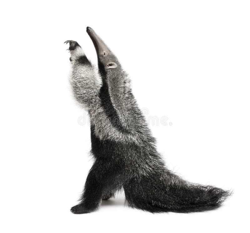 Young Giant Anteater Against White Background Stock Photo - Image: 10930050
