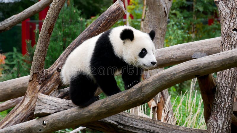 Young Giant Panda Climbing on a Tree Stock Photo - Image of outdoor ...
