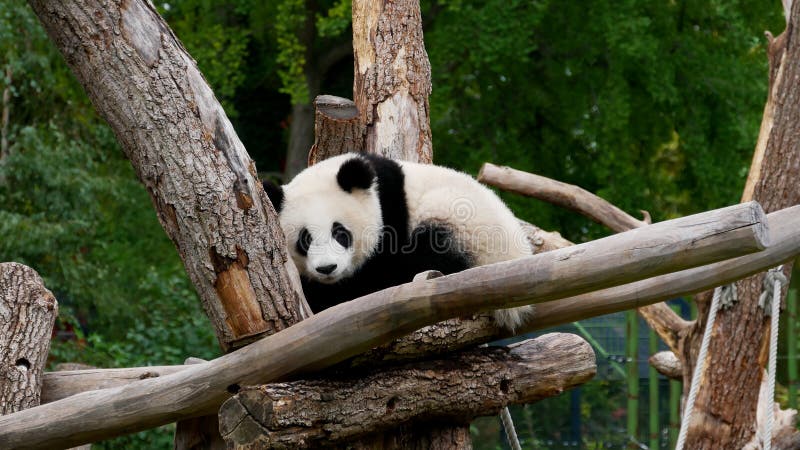 Young Giant Panda on a Tree Stock Photo - Image of climb, nature: 240121072