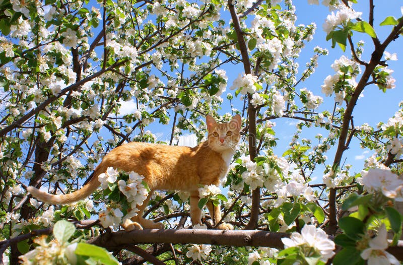 Young ginger cat stock image. Image of apple, nature - 20481045