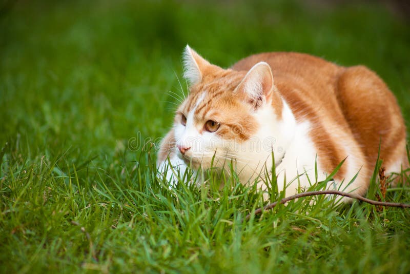 Ginger Cat stock image. Image of hunter, green, house - 115411861